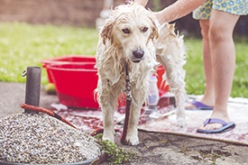 7 Summer Pet Care Tips You Need to Know